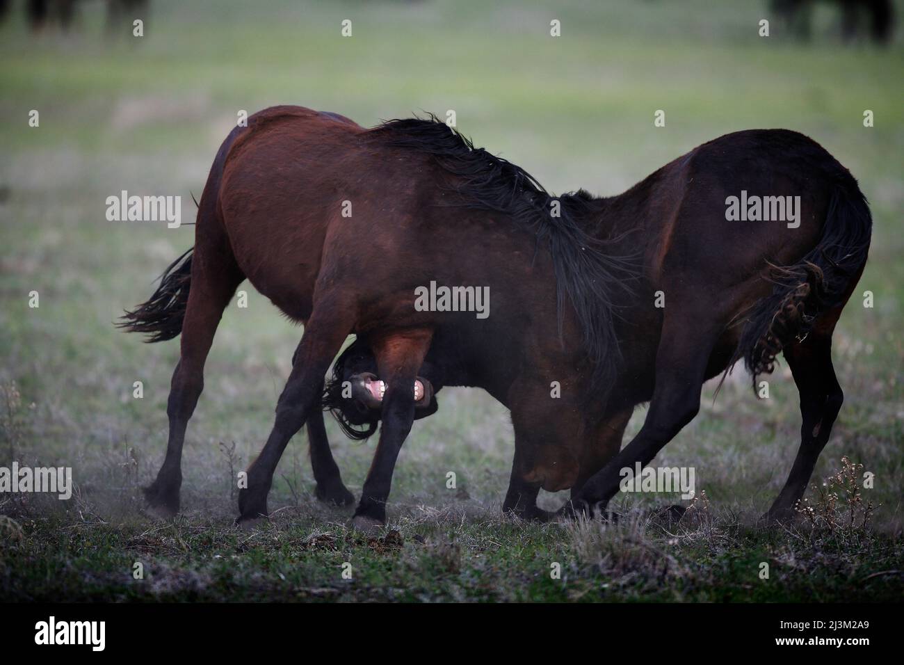 Stallions bite and battle for mares during the foaling season ...