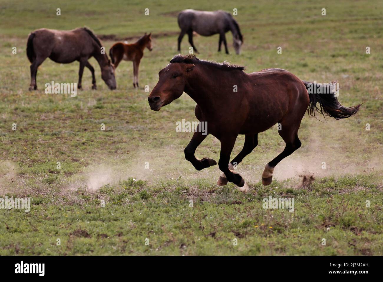 Mustang horse running hi-res stock photography and images - Alamy