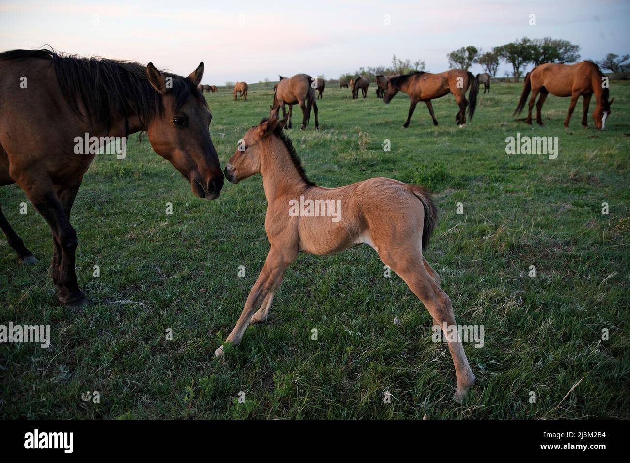 Protected wild mustang mare nuzzles her foal; Lantry, South Dakota ...