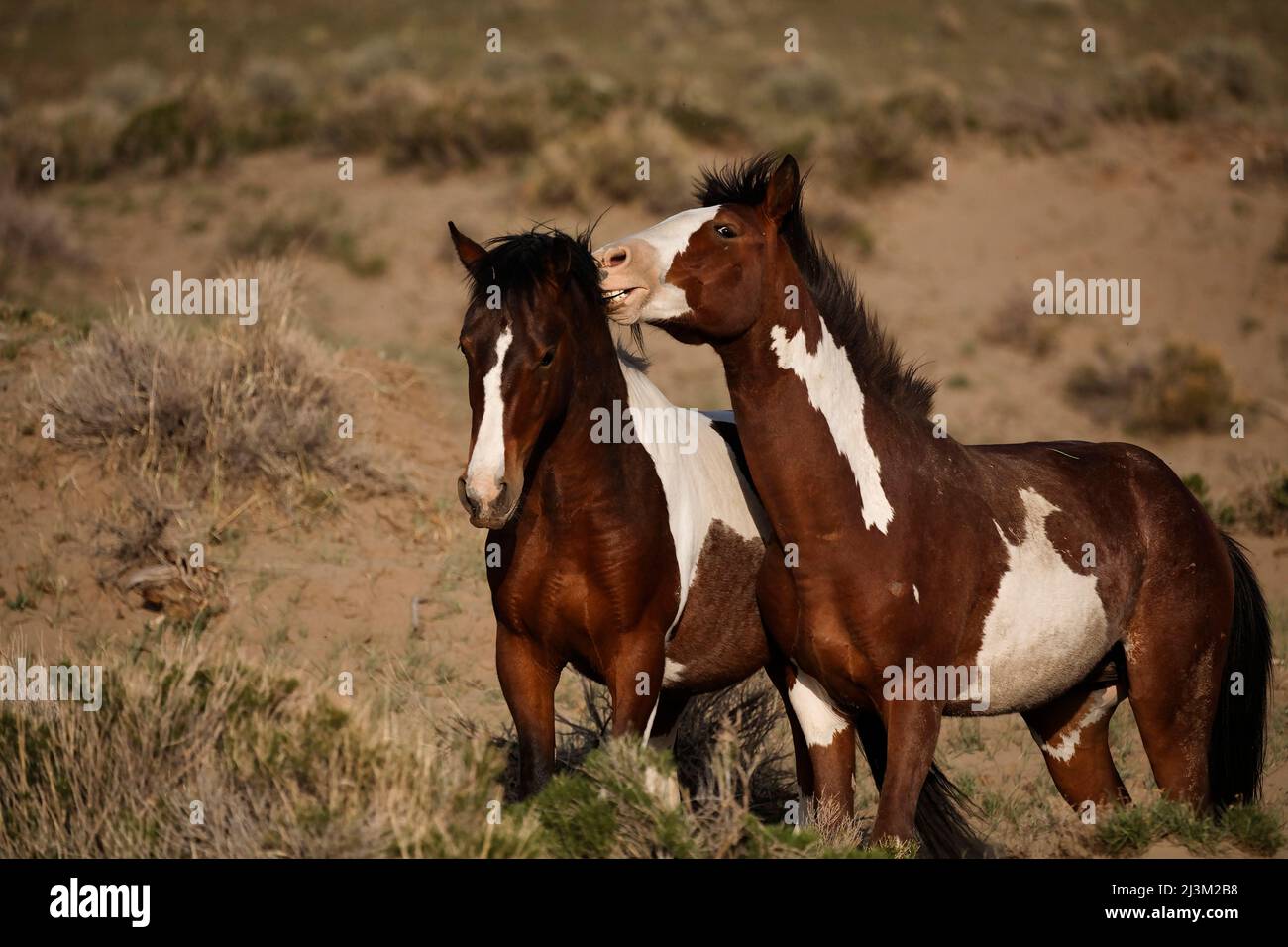 Wild paint horses hi-res stock photography and images - Alamy