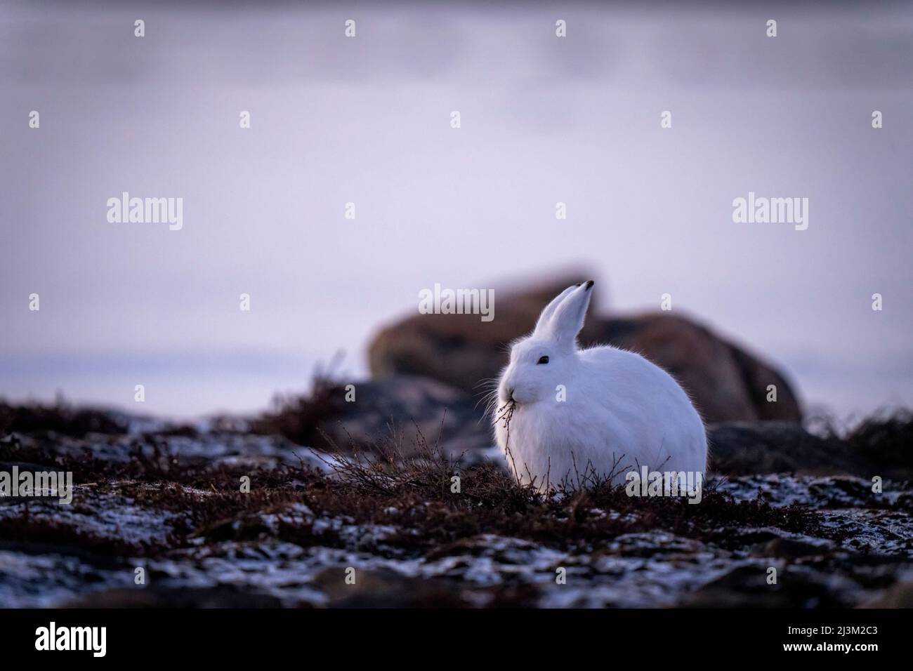 Arctic hare (Lepus arcticus) feeding among rocks faces camera; Arviat ...
