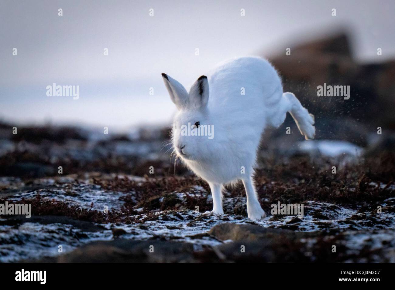 Arctic hare (Lepus arcticus) crosses tundra kicking up snow; Arviat ...