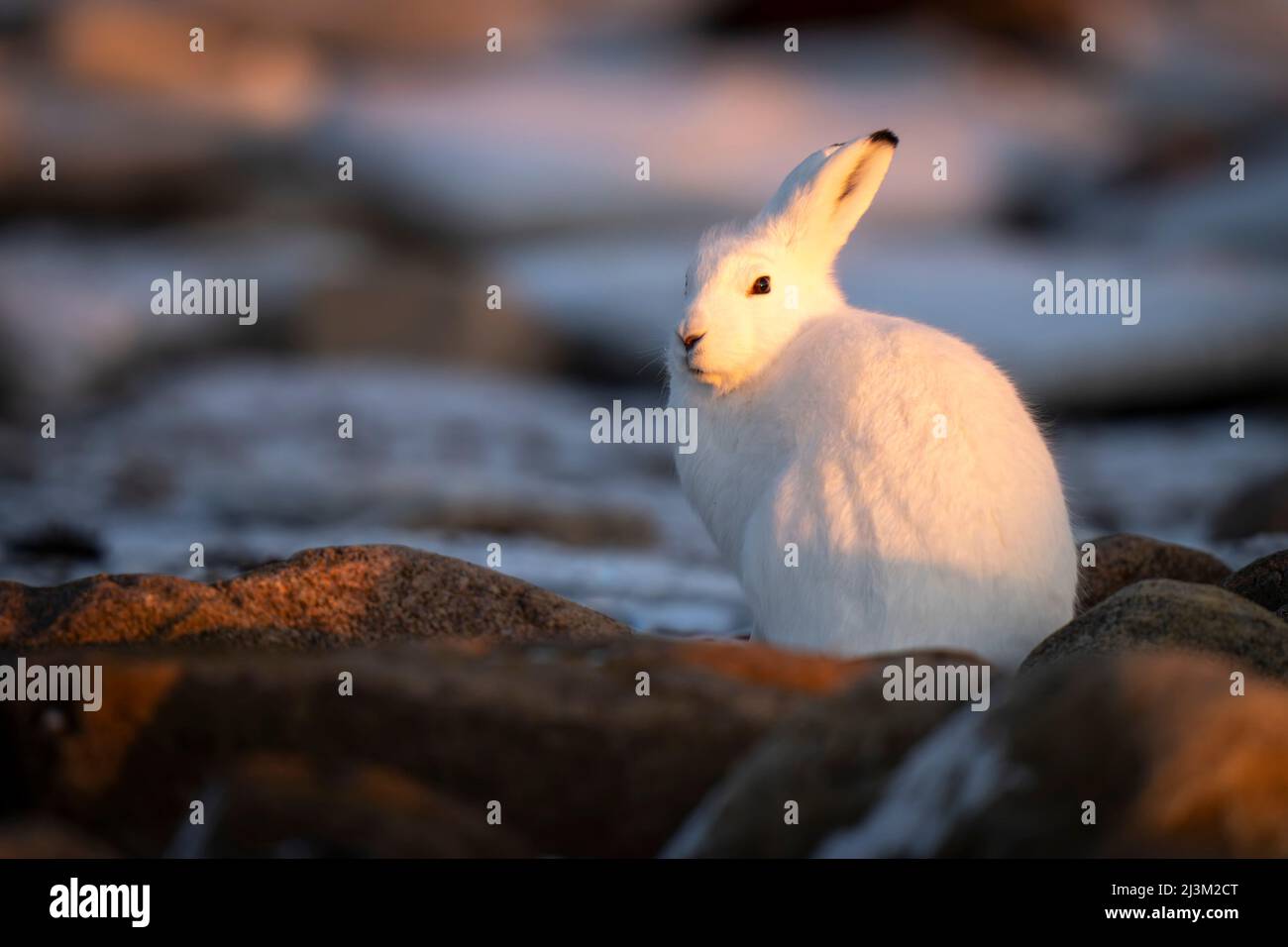 Arctic hare (Lepus arcticus) sits among rocks eyeing camera; Arviat ...