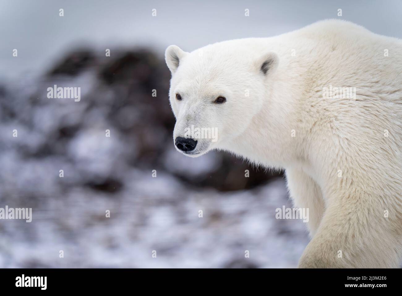 Close-up of a polar bear (Ursus maritimus) standing turning head ...