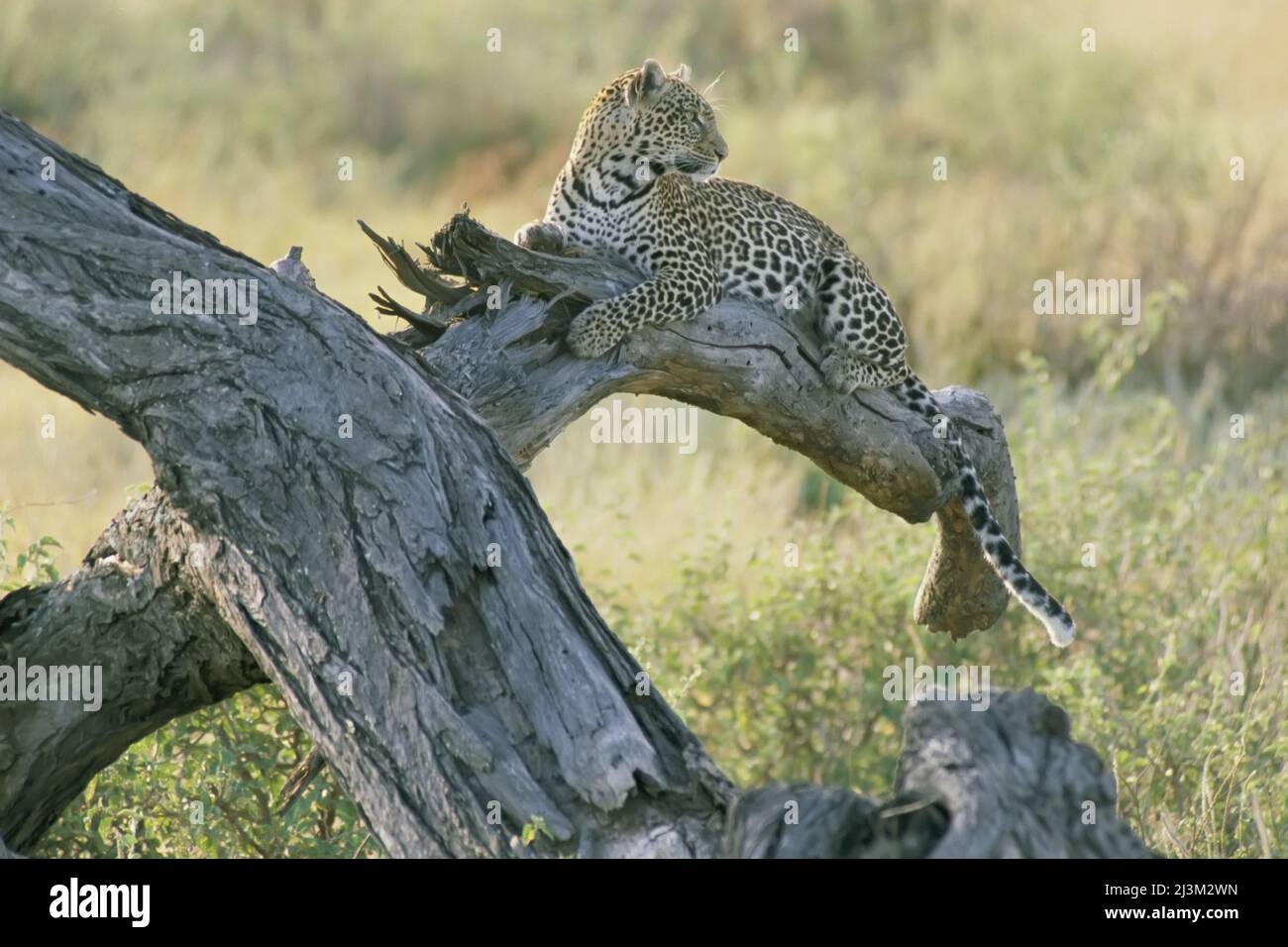 A leopard perches on a broken tree branch in Serengeti National Park ...