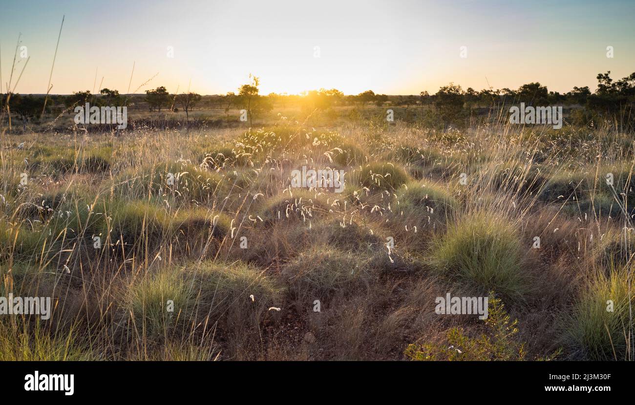 Spinifex spinifex grass hi-res stock photography and images - Alamy