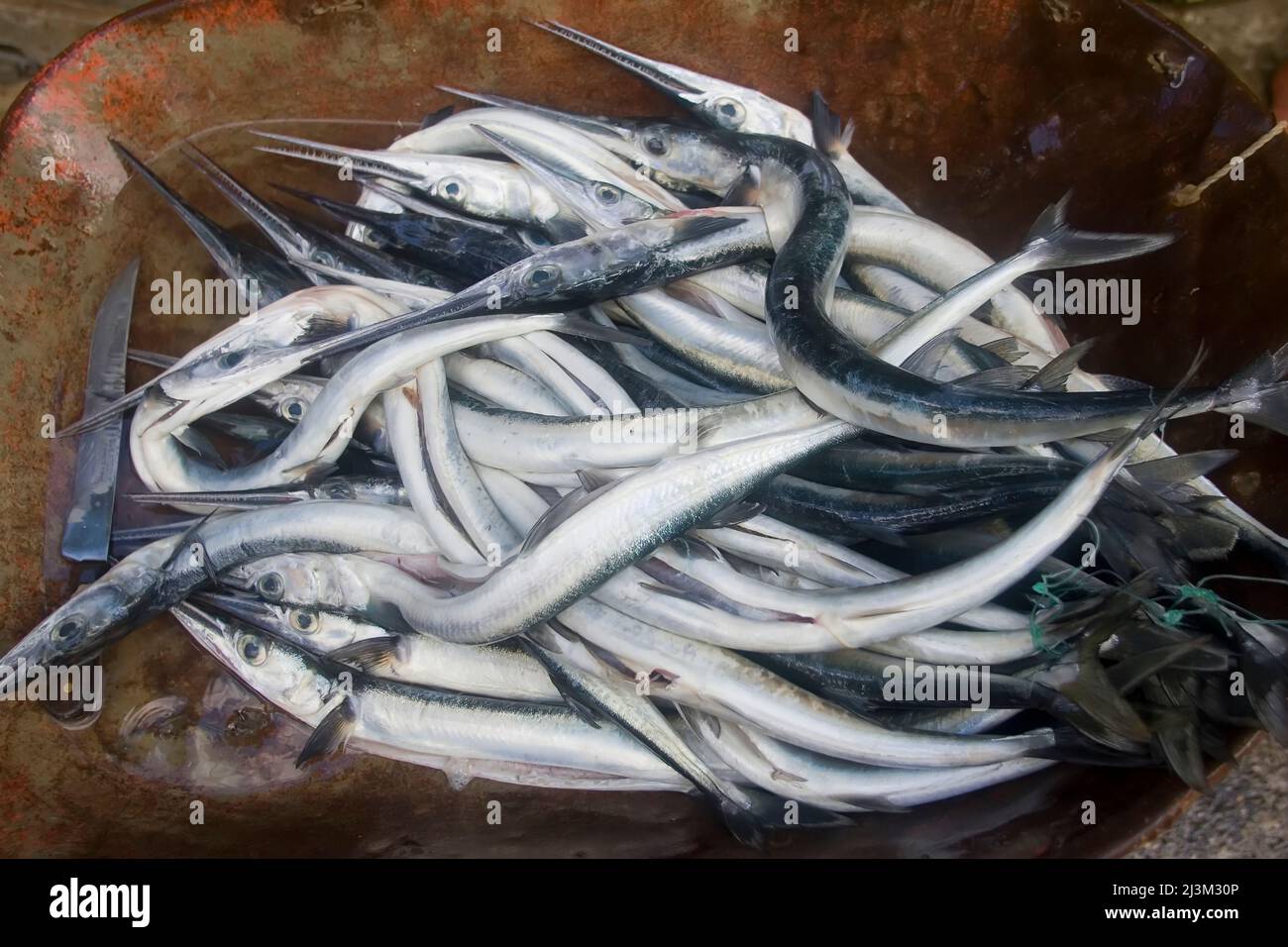 Fish catch in a wheelbarrow.; Dominican Republic Stock Photo - Alamy