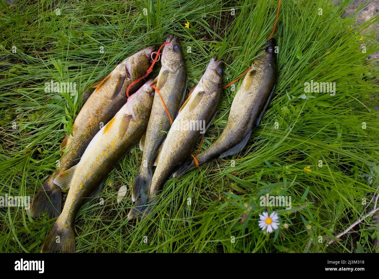 Walleye pike fish carcasses hi-res stock photography and images - Alamy