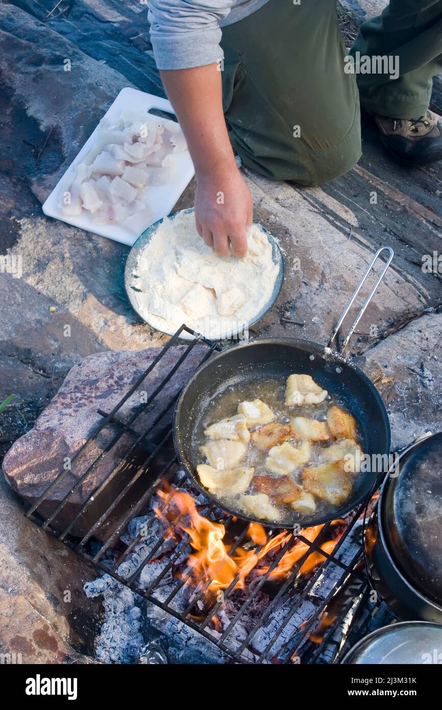 Frying Walleye fish fillets on a campfire.; Winisk River, Northern ...