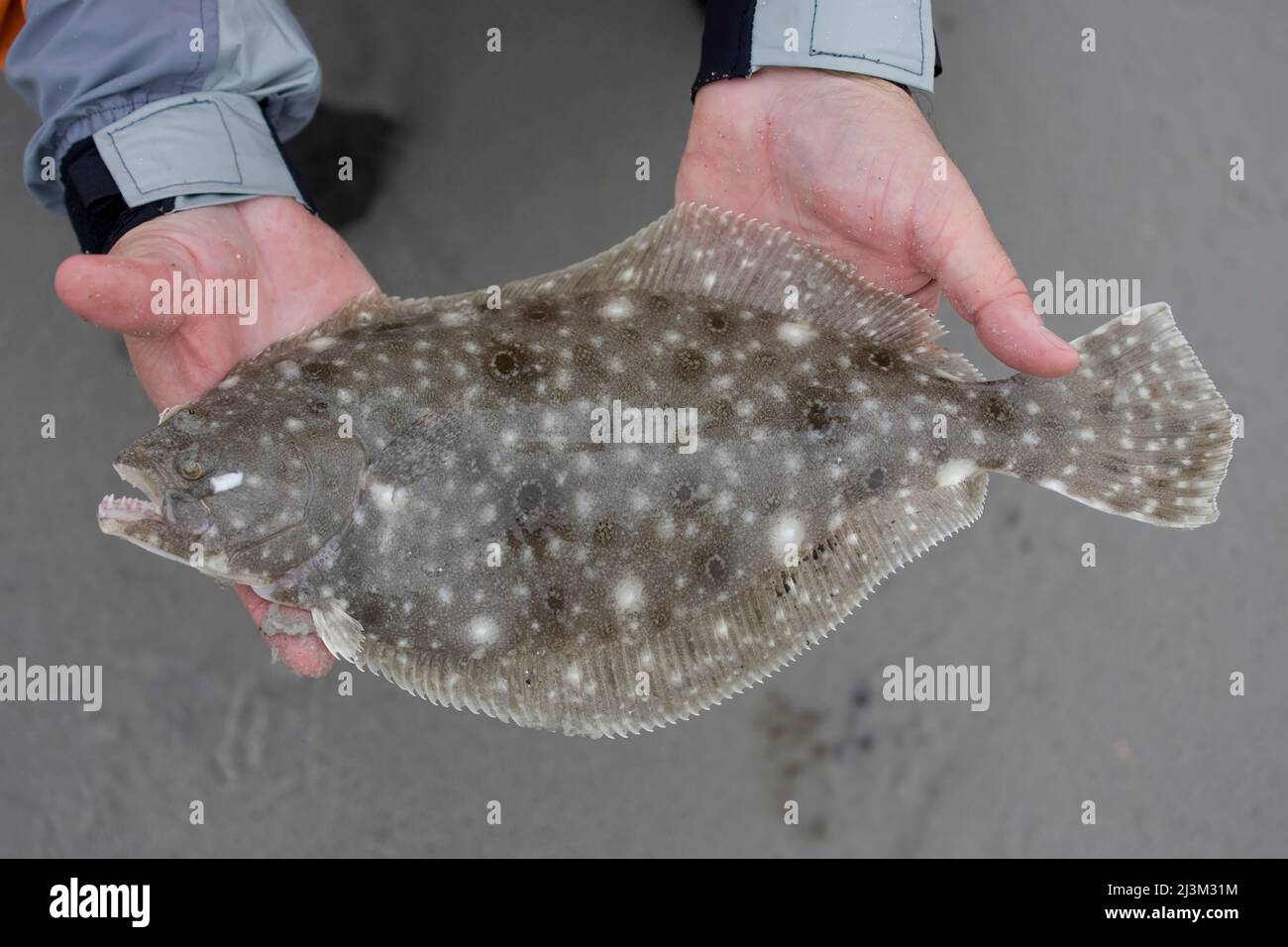 Fisherman holding freshly caught flounder; Core Banks, North Carolina ...