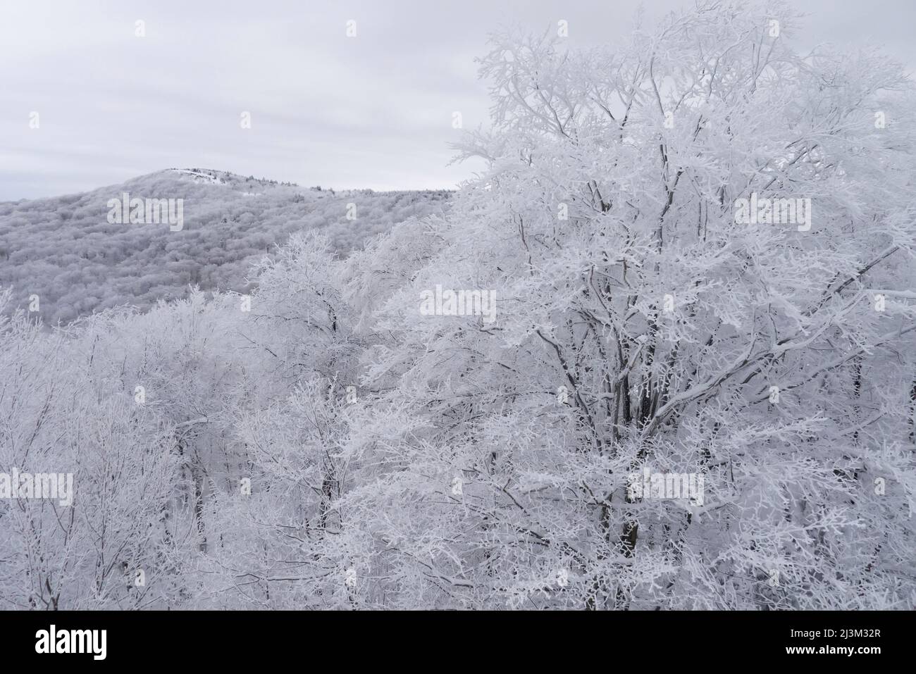 Hoar frost and snow cover the landscape above Canaan Valley.; Canaan ...