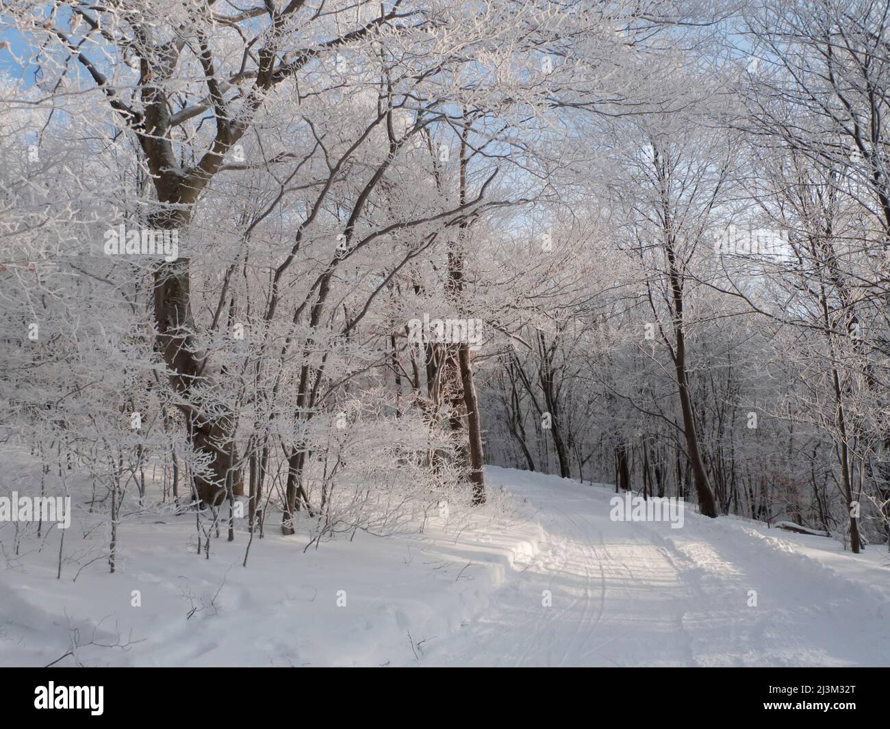 A snowy cross country trail with hoar frost on branches.; Canaan Valley ...