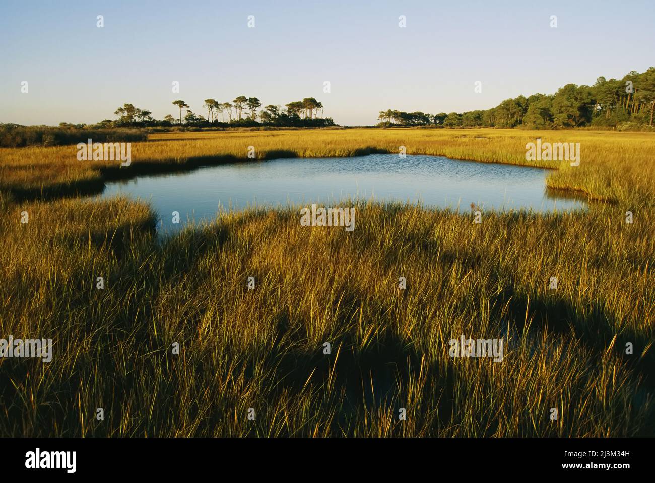 A salt marsh in Assateague Island, Virginia.; Assateague, Virginia ...