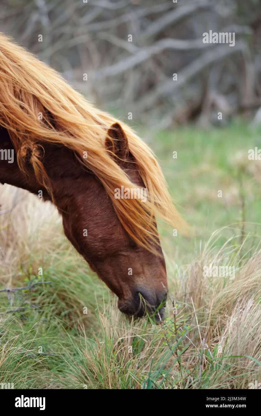 A grazing wild pony's long mane and forelock fall across its eyes ...