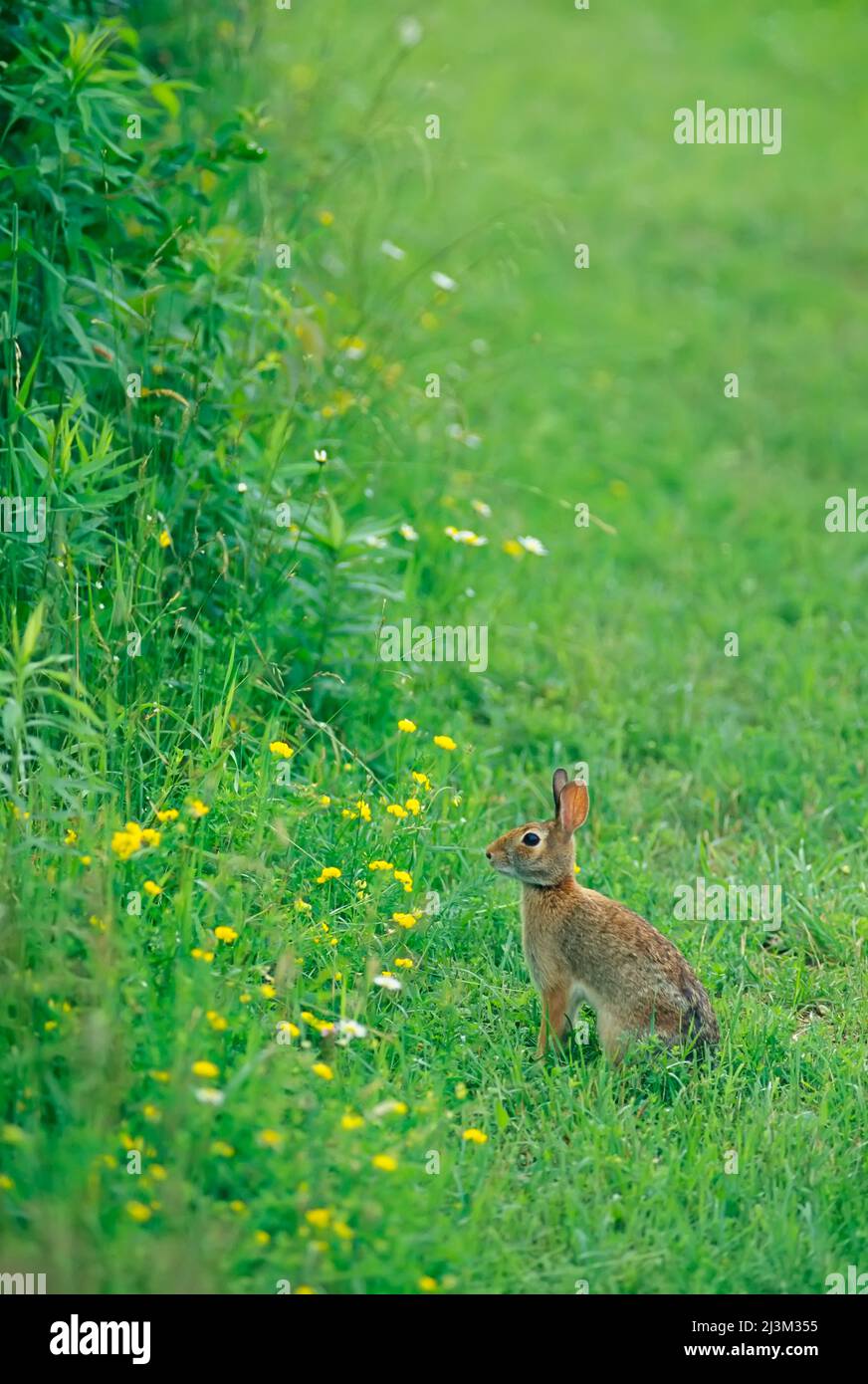 A cottontail rabbit in an Allegany State Park field.; Allegany State ...