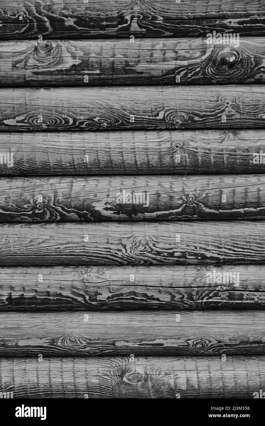 Background is log wall old rural house.Wooden texture of logs with ...