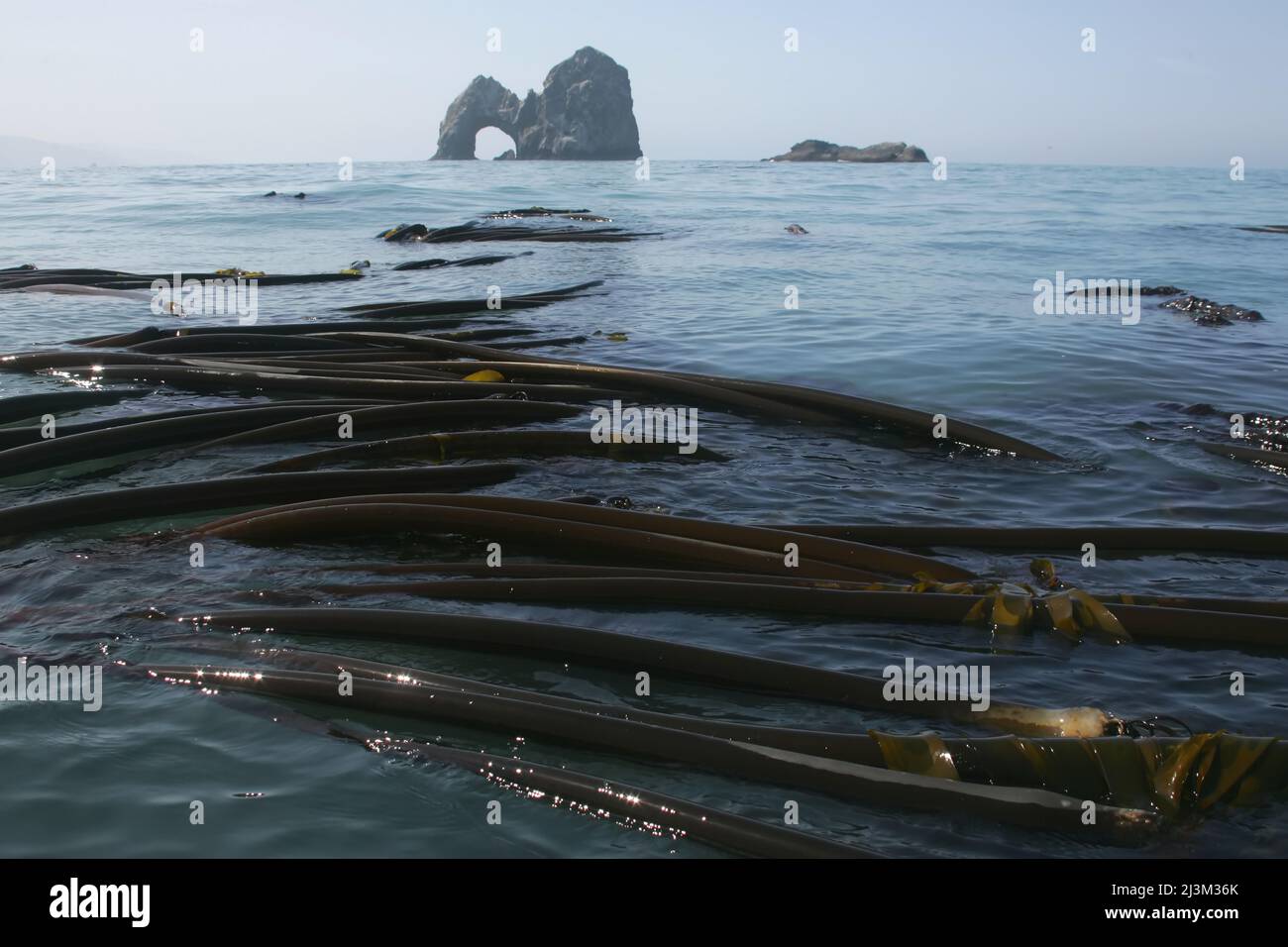 Kelp bed with a sea mount in the background.; Gold Beach, Oregon Stock ...