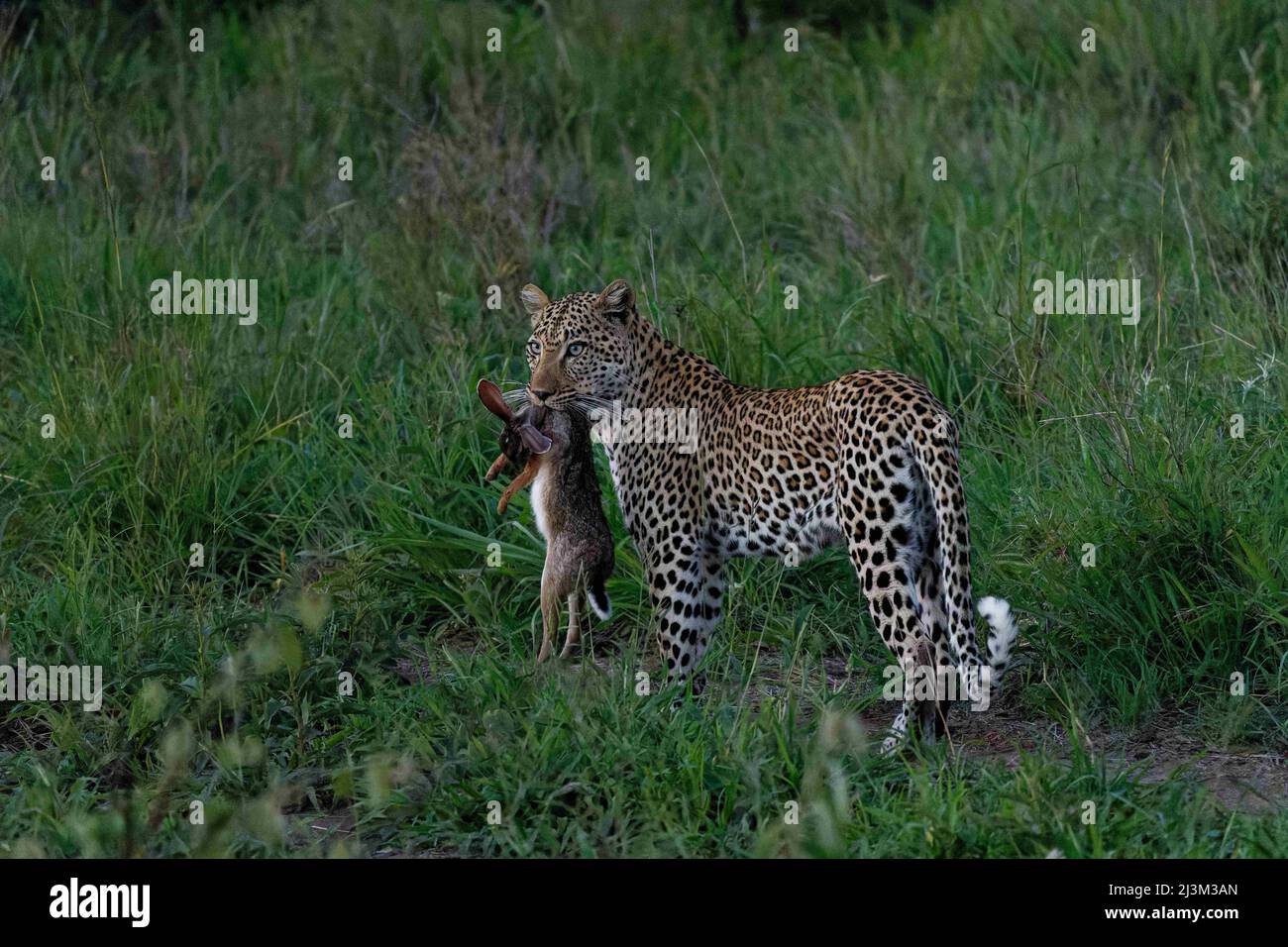 Leopardess in africa hi-res stock photography and images - Alamy