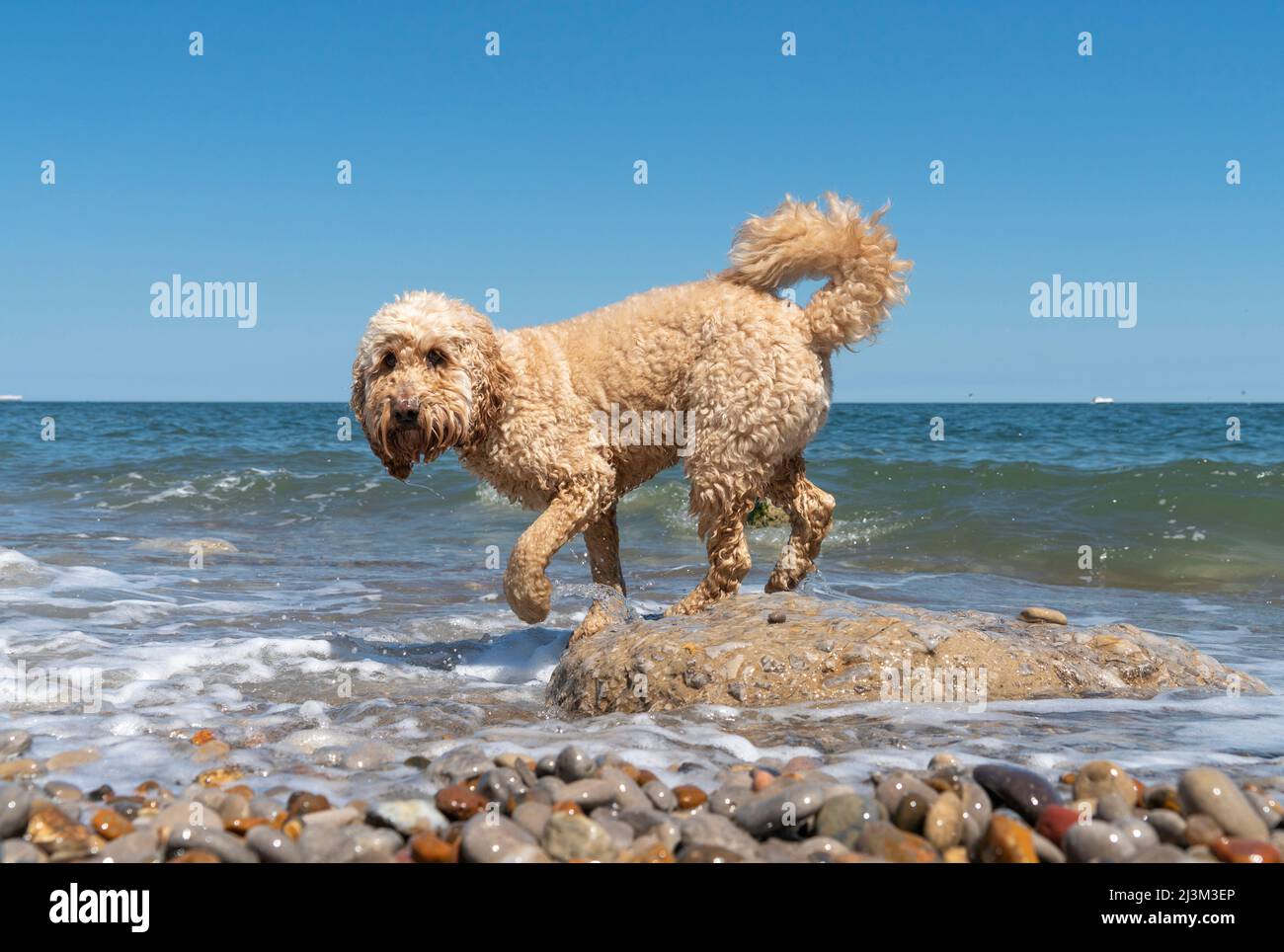 Cockapoo side view hi-res stock photography and images - Alamy