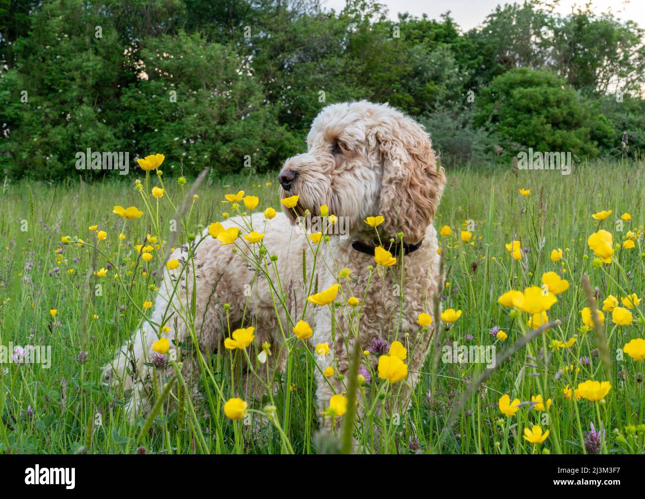 Cockapoo side view hi-res stock photography and images - Alamy
