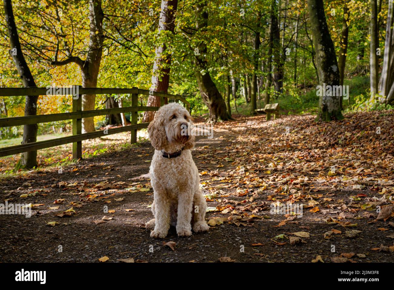 Blond cockapoo dog sits on a park trail in autumn; Bolam ...