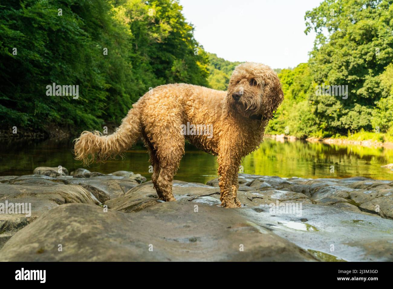 Cockapoo side view hi-res stock photography and images - Alamy