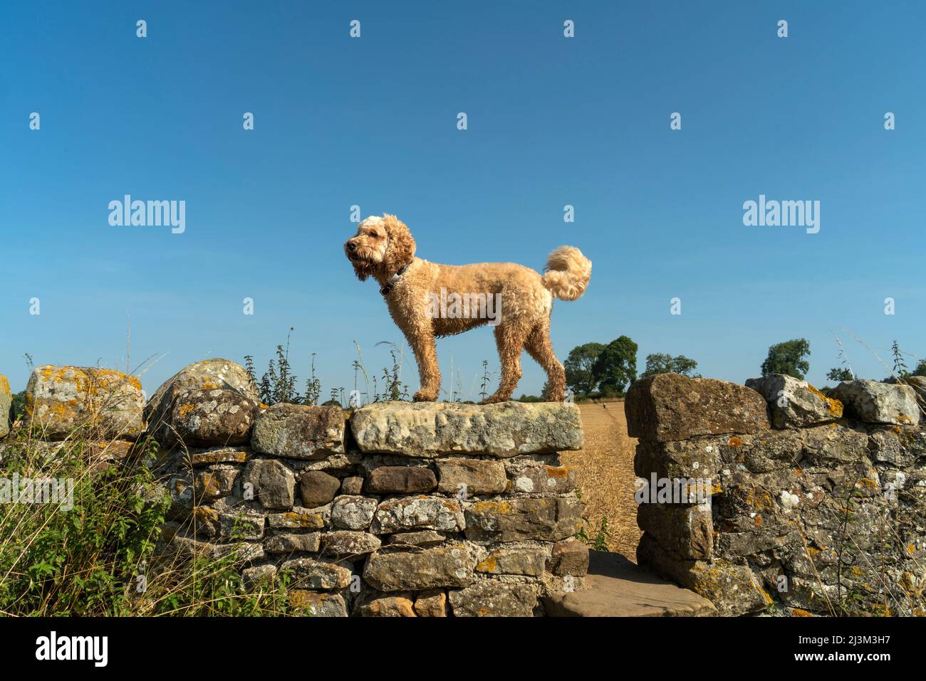 Cockapoo side view hi-res stock photography and images - Alamy