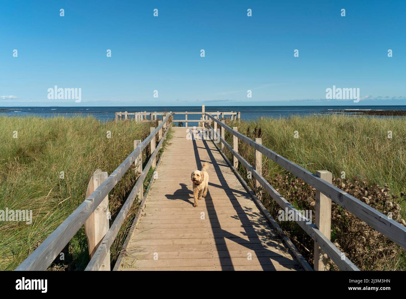 Blond cockapoo dog walking down a boardwalk from the beach; Toreness ...