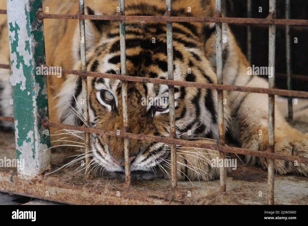 Dnipro, Ukraine. 08th Apr, 2022. A tiger stays in a cage after its ...