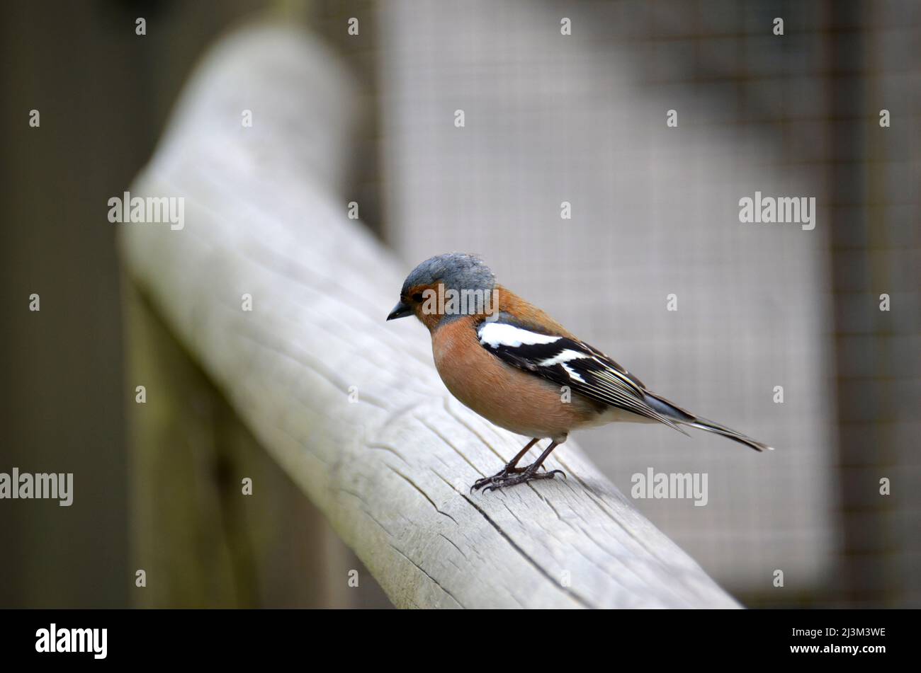 A small colourful European bird, photographed here in Southern England ...
