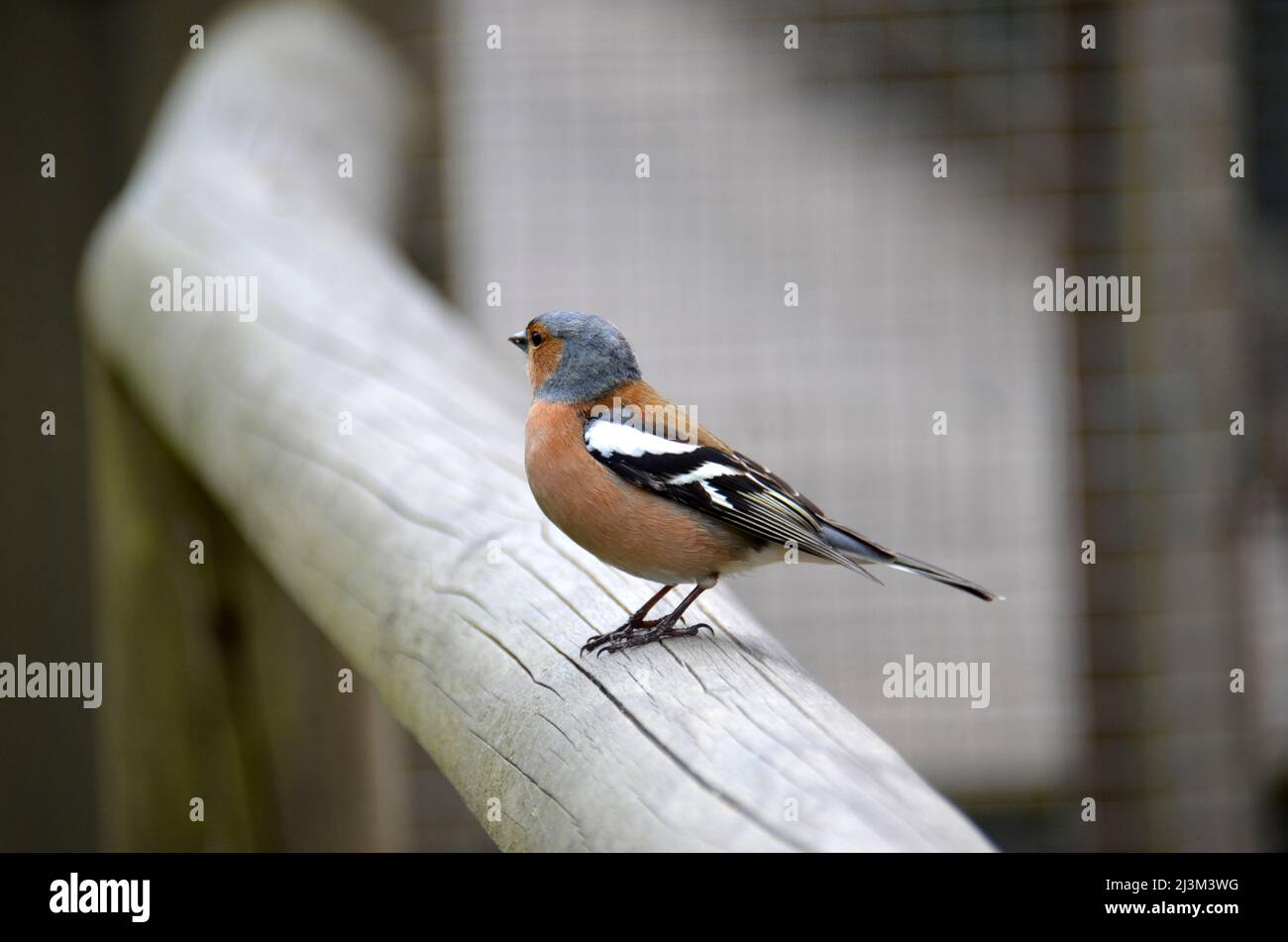 A small colourful European bird, photographed here in Southern England ...