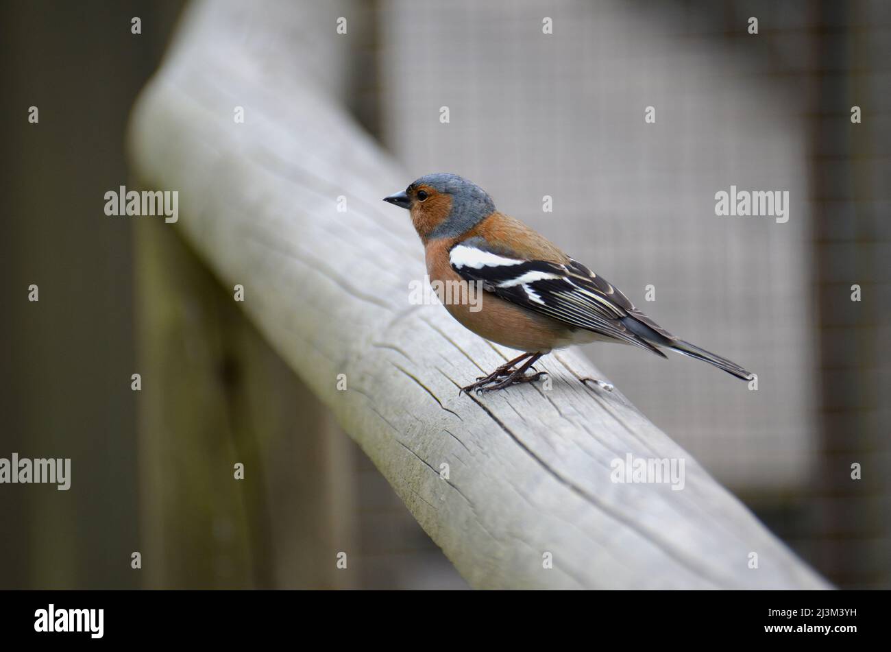 A small colourful European bird, photographed here in Southern England ...