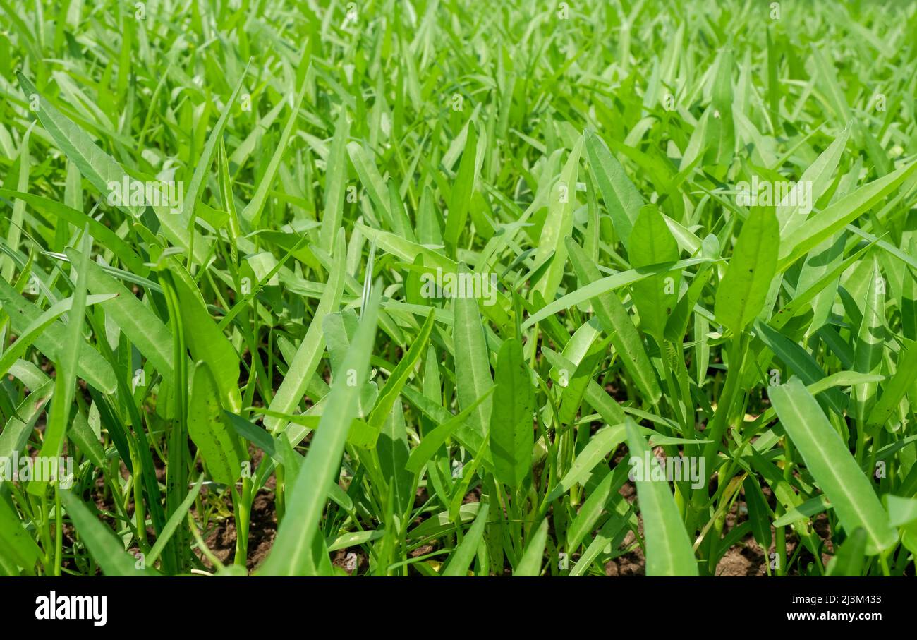 Organic (Chinese Convolvulus, Water Convolvulus, Kangkong, Morning ...