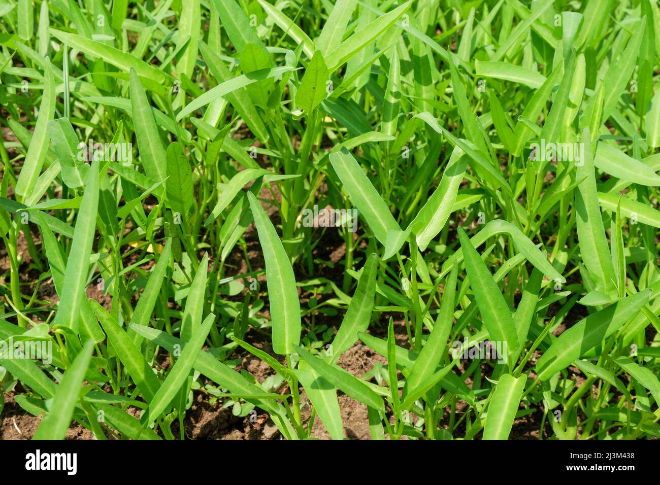 Organic (Chinese Convolvulus, Water Convolvulus, Kangkong, Morning ...
