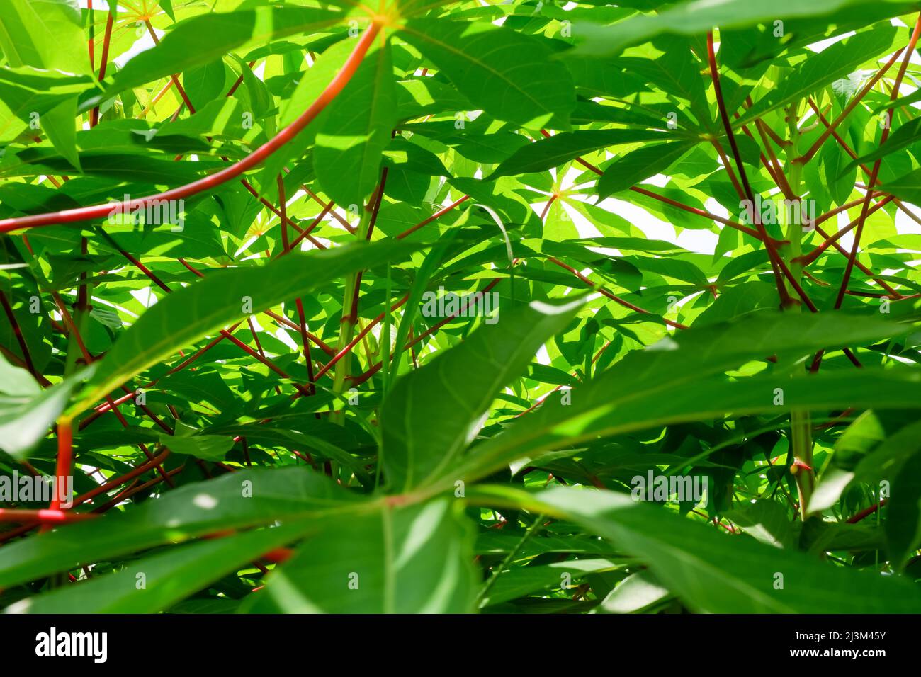 cassava trees in the fields, young cassava leaves as vegetables can be ...