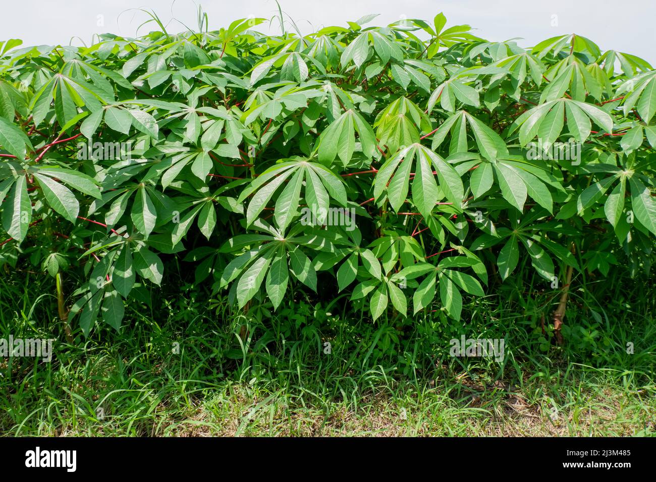 cassava trees in the fields, young cassava leaves as vegetables can be ...