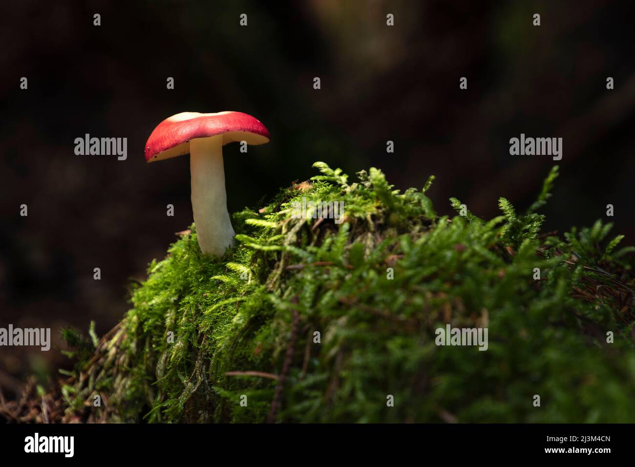 Slaley forest hi-res stock photography and images - Alamy