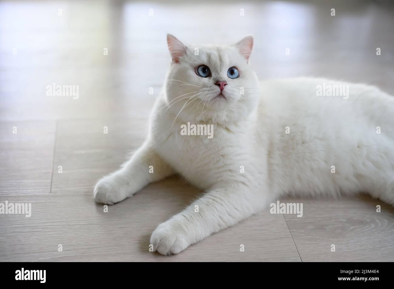 Beautiful Silver Cat With Blue Eyes