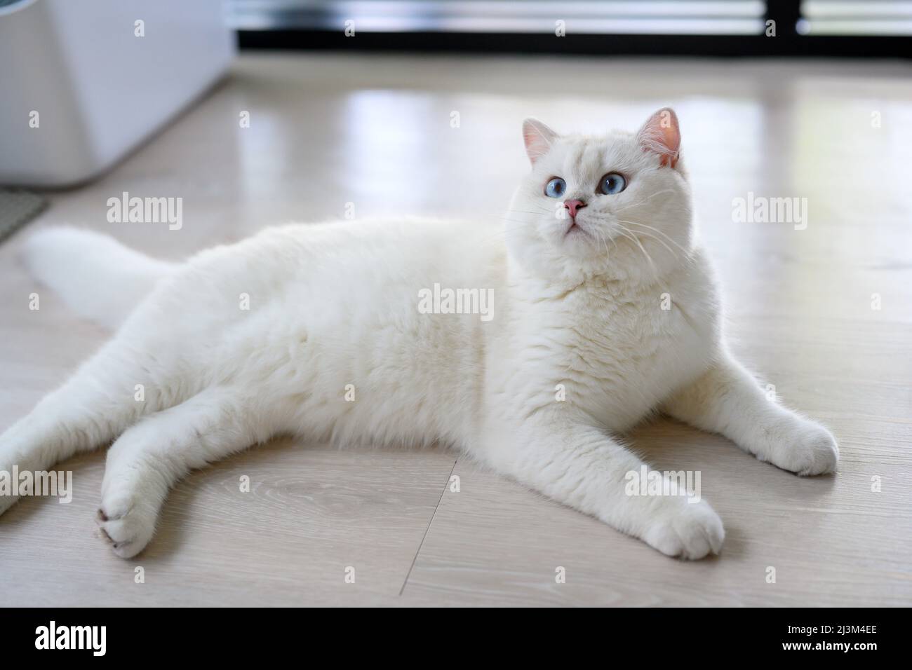 Beautiful Silver Cats With Blue Eyes