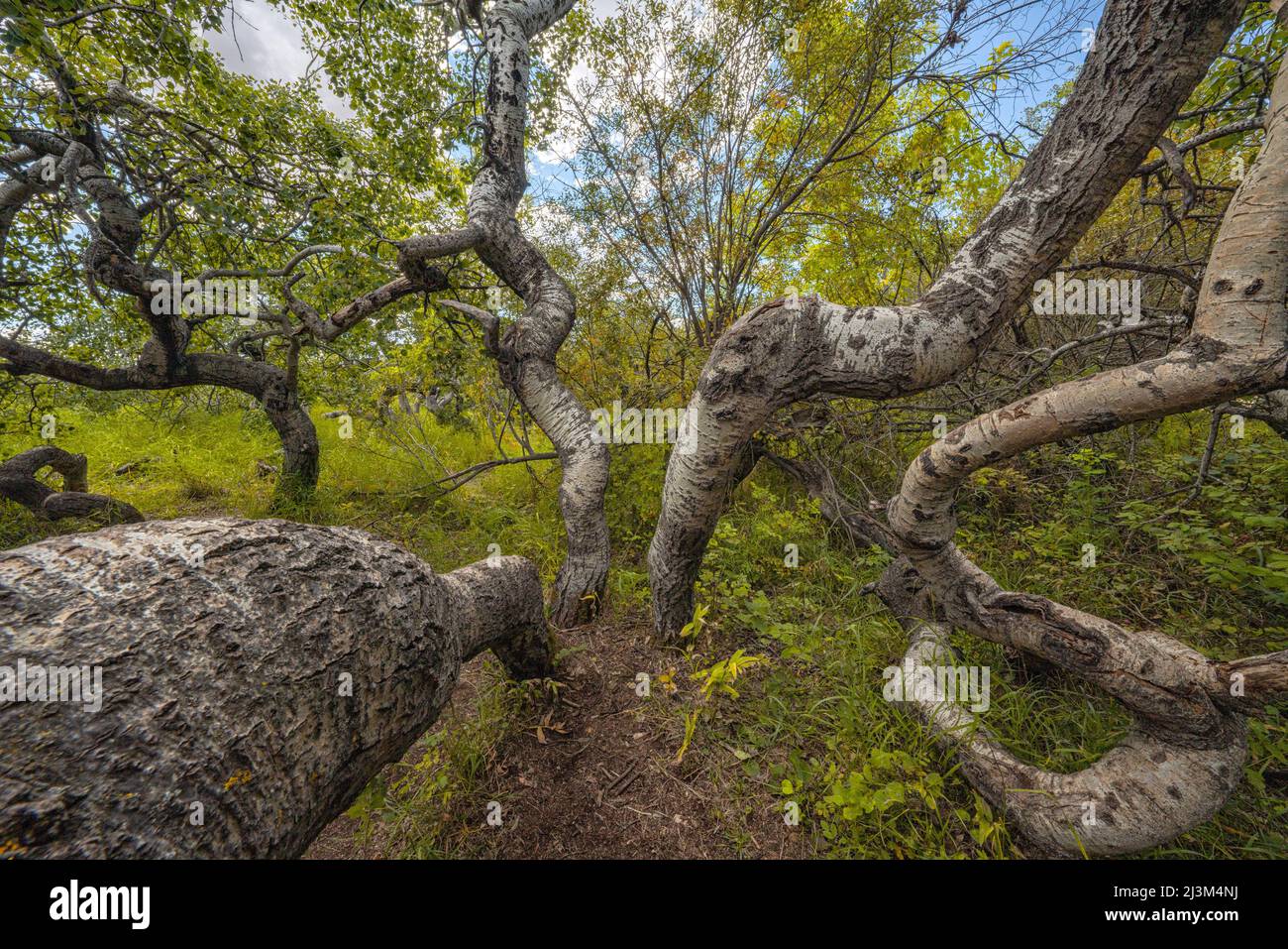 Crooked forest hi-res stock photography and images - Alamy