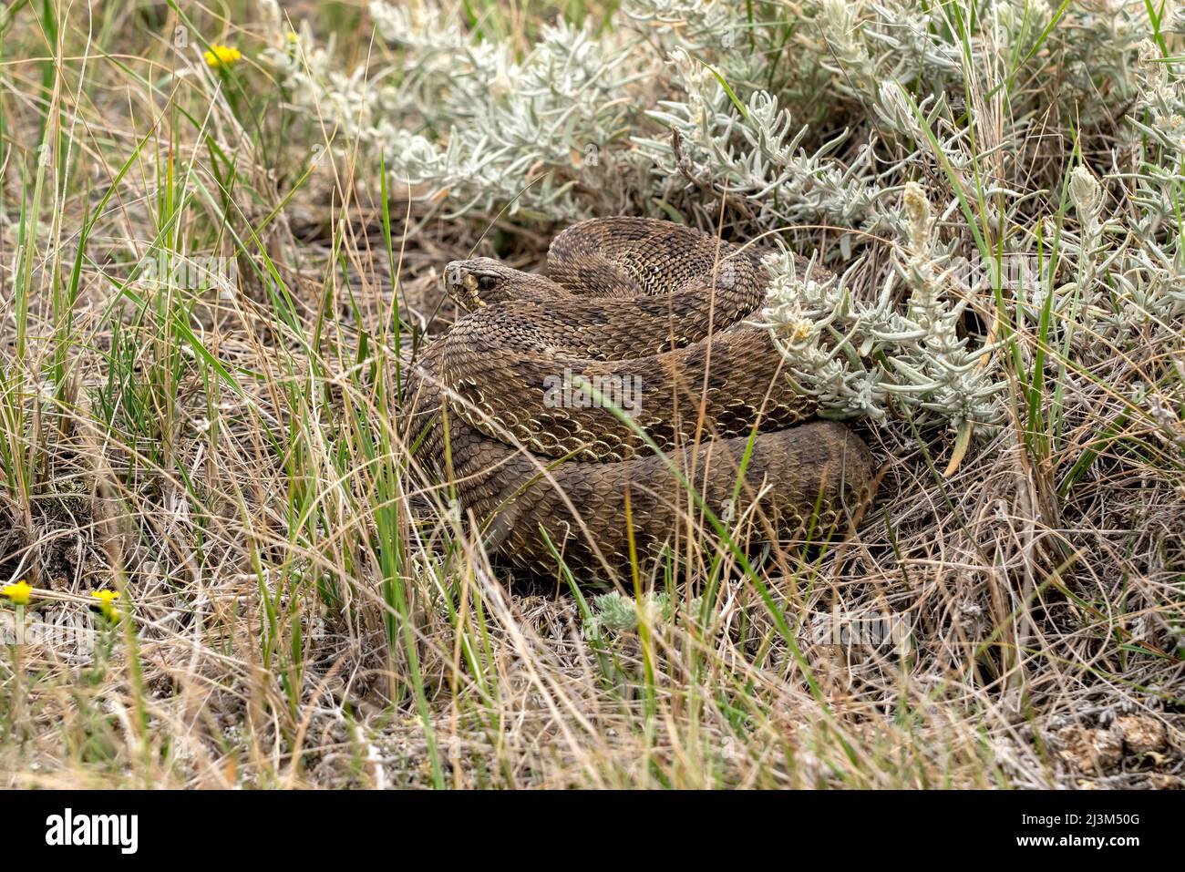 Rattlesnake skin hi-res stock photography and images - Alamy