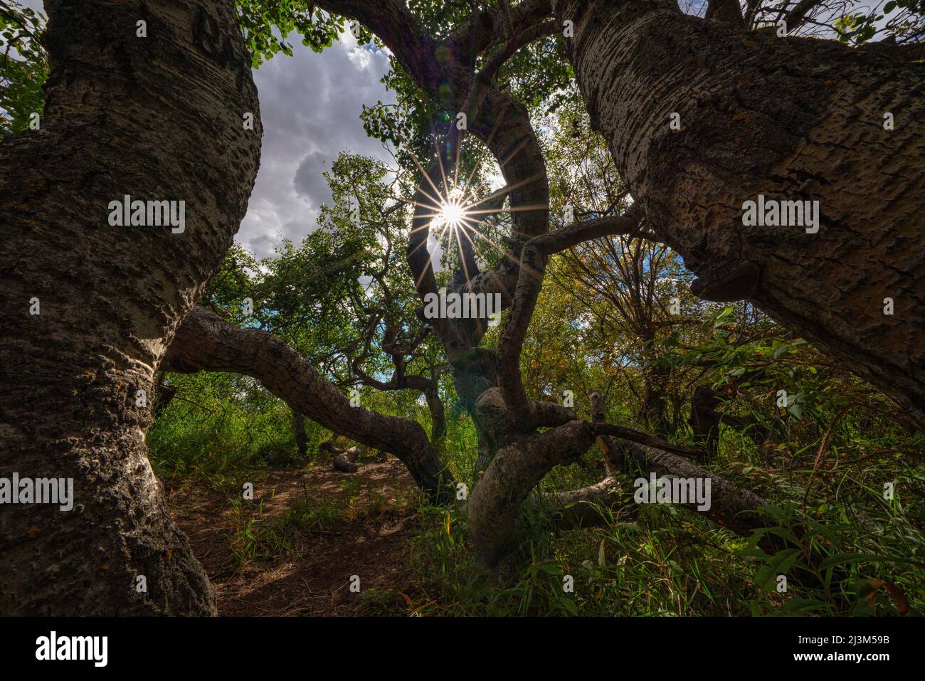 Twisted trees saskatchewan hi-res stock photography and images - Alamy