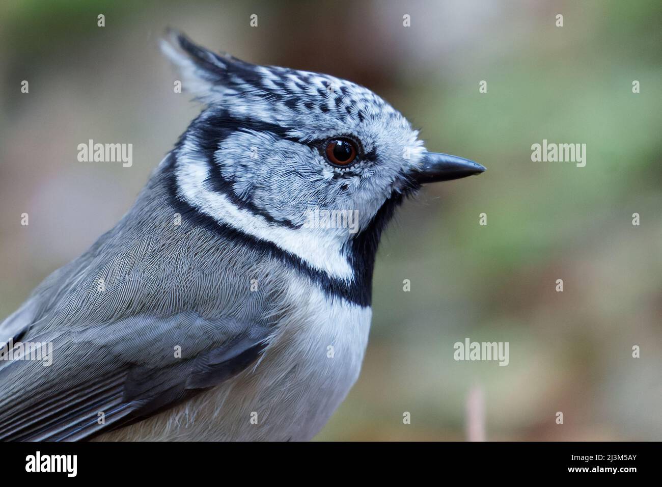 Crested tit portrait Stock Photo - Alamy