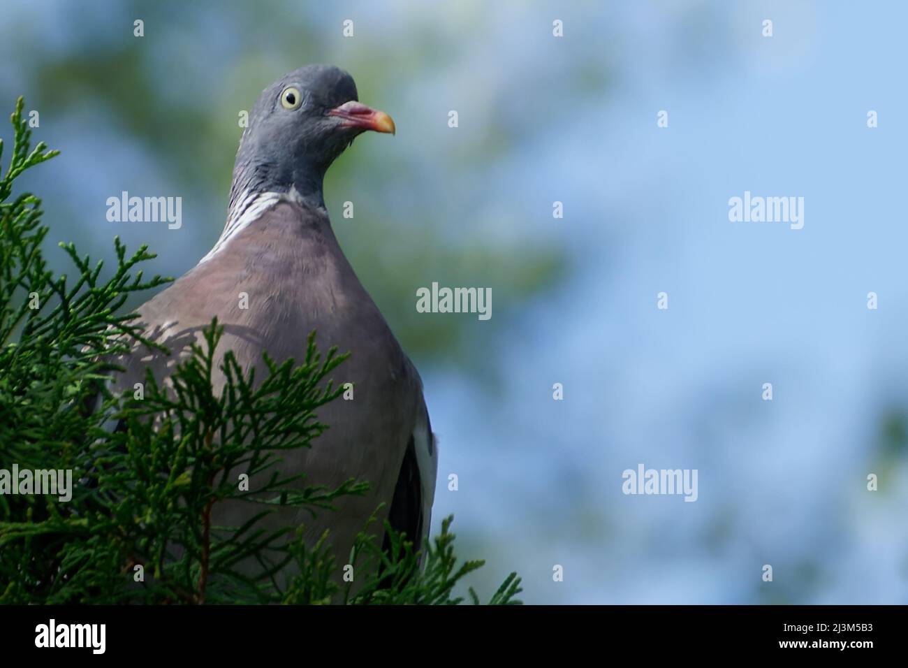 Pidgin watching the camera Stock Photo - Alamy