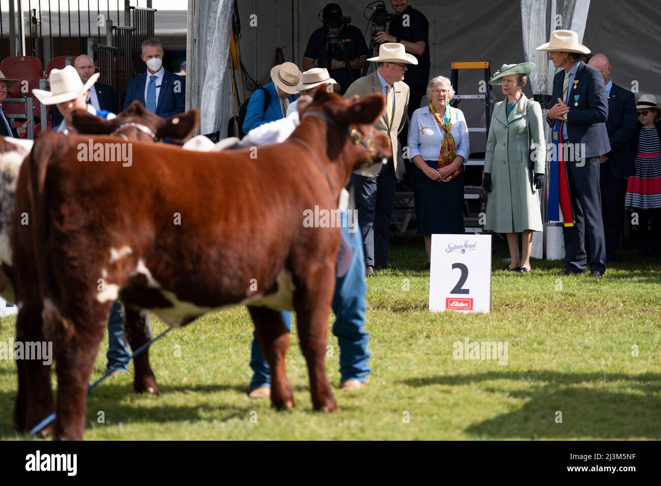 The Princess Royal watches the judging at the Sydney Royal Cattle Show ...