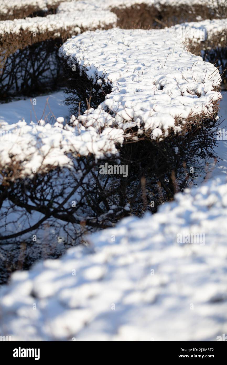 A dense urban hedge covered with a thick layer of snow Stock Photo - Alamy