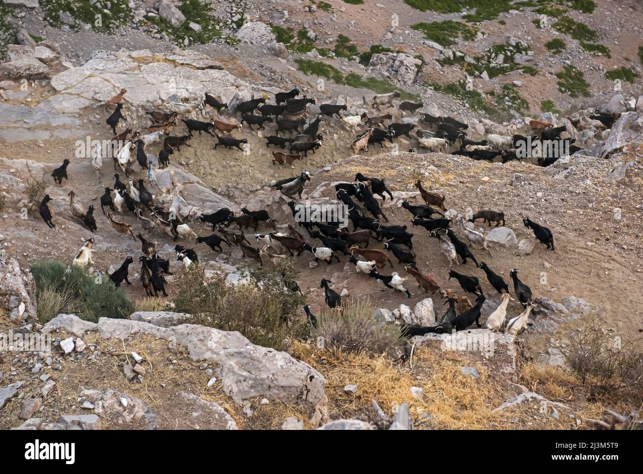 A herd of goats run down a path on the ridge of Baisun-Tau ridge ...