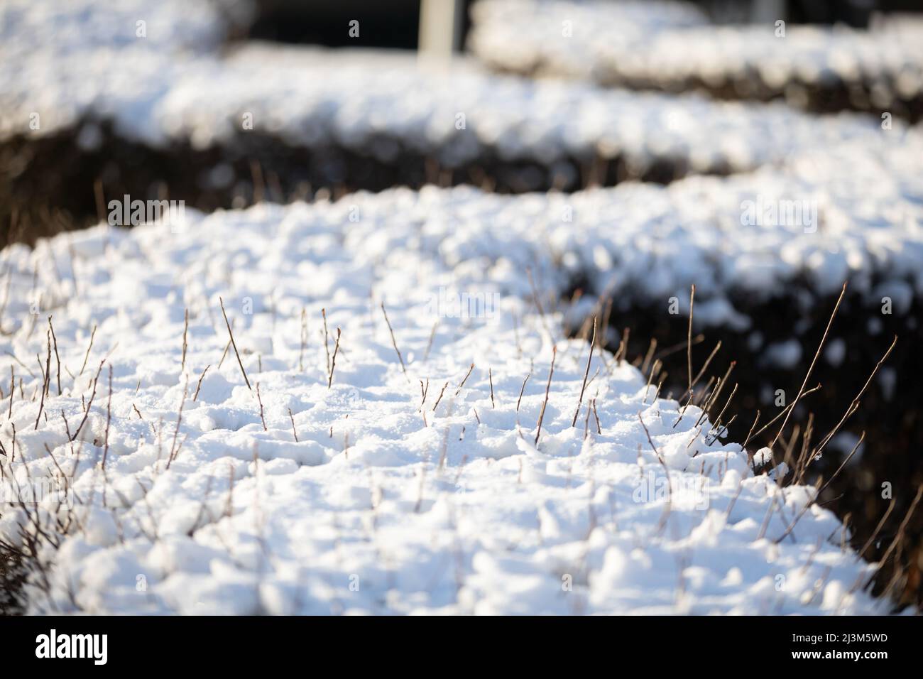 A dense urban hedge covered with a thick layer of snow Stock Photo - Alamy