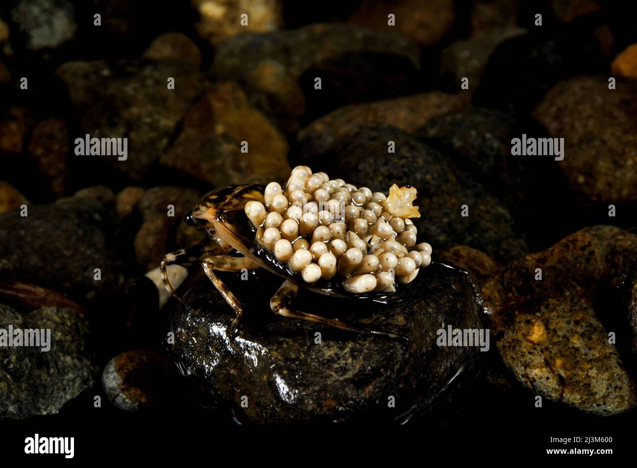 Belostomatidae Hatching