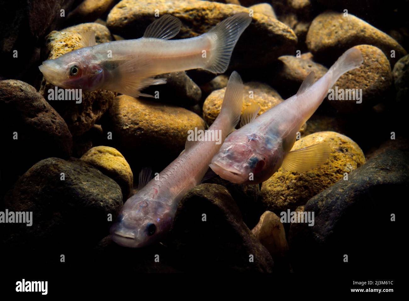 Cave fish swim in low waters in Cueva de Villa Luz in Tabasco, Mexico ...